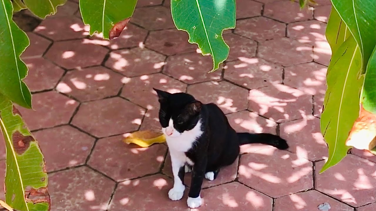 Cute Black Cat 🐈‍⬛ | Jenifer is back. She is so cool and friendly 💝 ...