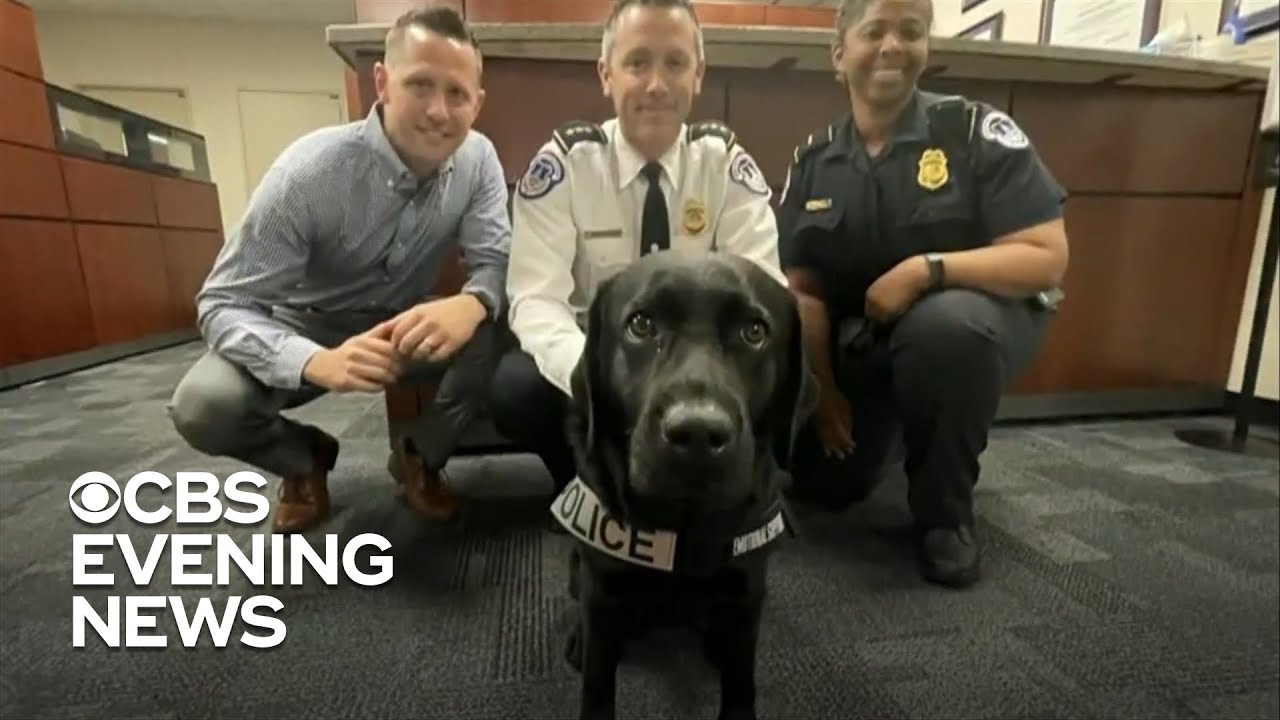 Support dog provides comfort to Capitol Police - YouTube