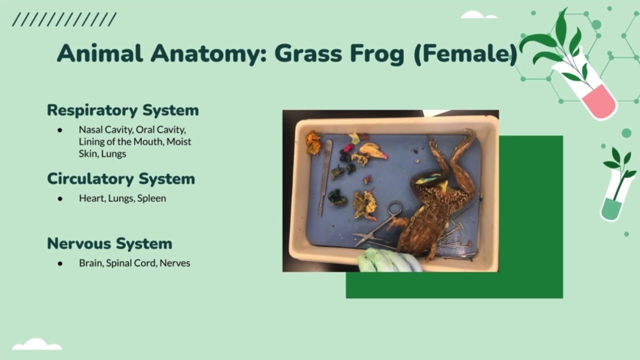 Comparative Anatomy: Frog VS Worm - YouTube