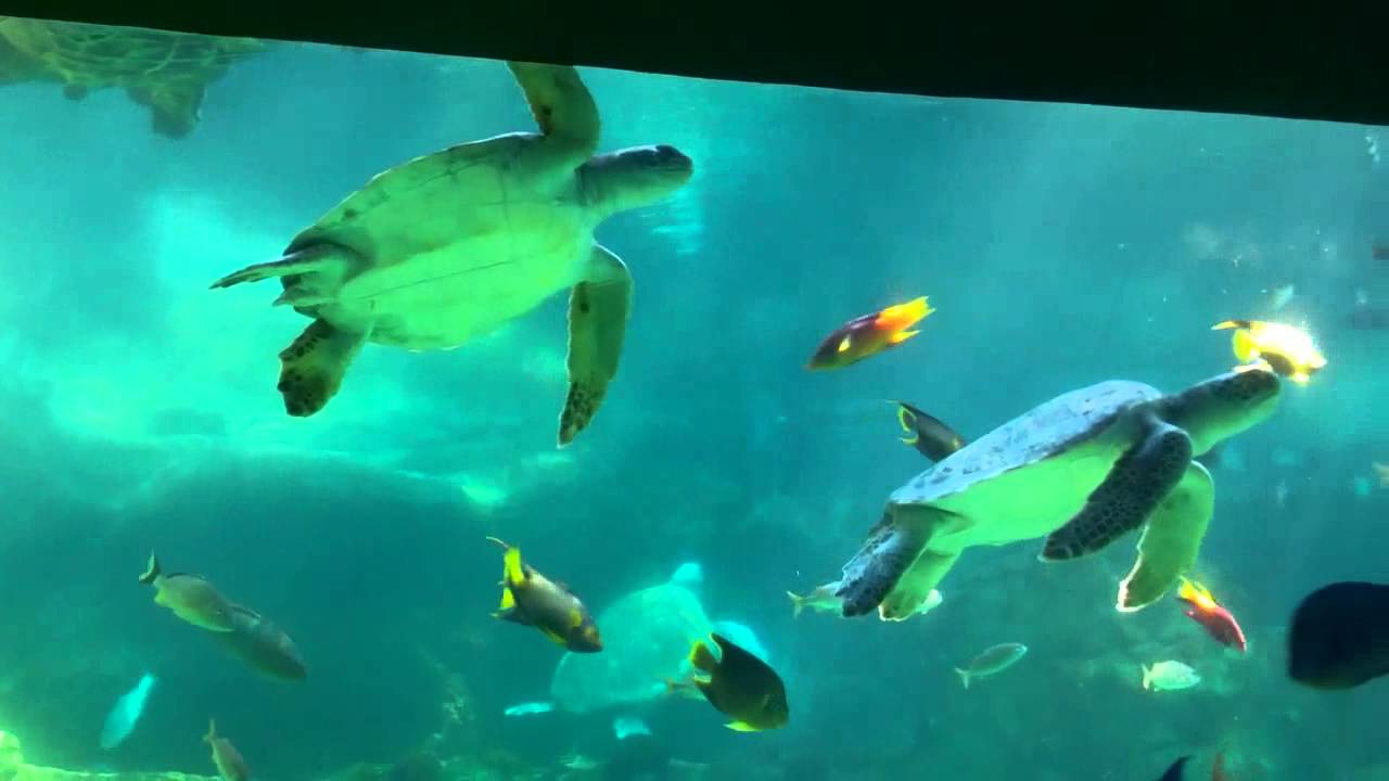 Turtle viewing at new Turtle Trek SeaWorld Orlando - YouTube