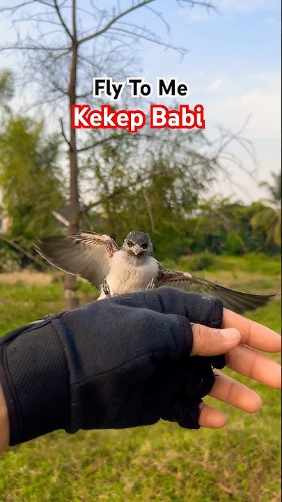 Fly To Me Kekep Babi #freefly #burung #reels #kicaumania #foryou #beranda #fypシ - YouTube