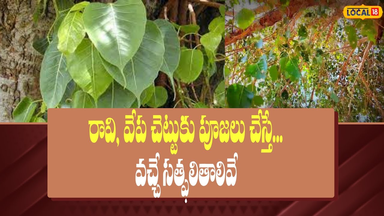 Nandayala : రావి, వేప చెట్టుకు పూజలు చేస్తే... వచ్చే సత్ఫలితాలివే ...