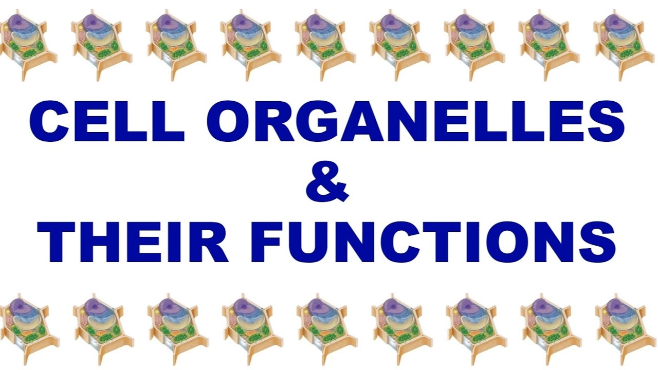 Cell organelles and their functions | Roles of cell organelles | Cell ...
