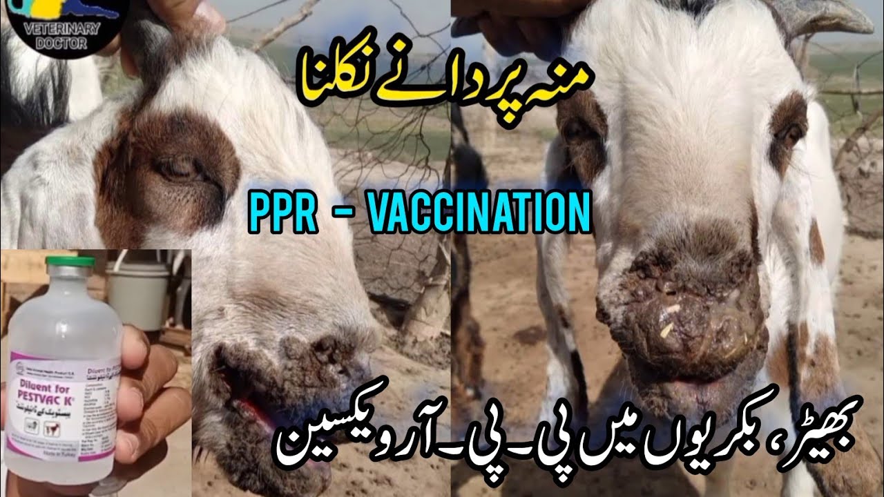 control of peste des petitis (PPR) in Goat's | PPR vaccination | PPR ...