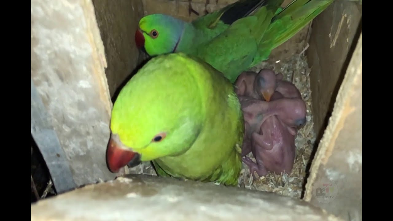 Mother Parrot Save Thier Babies | Beautiful Ringneck with his Babies ...