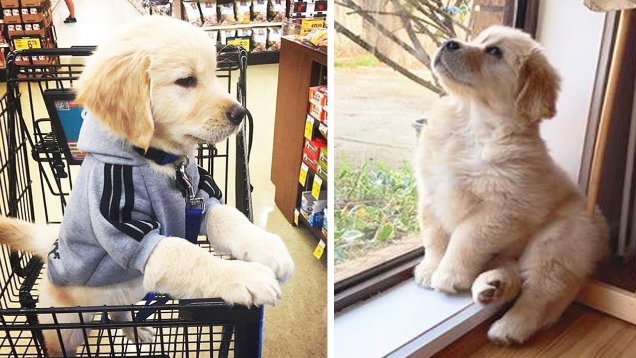 ️Cute Puppies Doing Funny Things ️#8 Cutest Dogs - YouTube