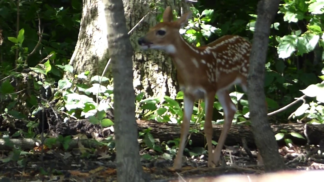 Fawn White tailed Deer Chase June 23 2020 - YouTube