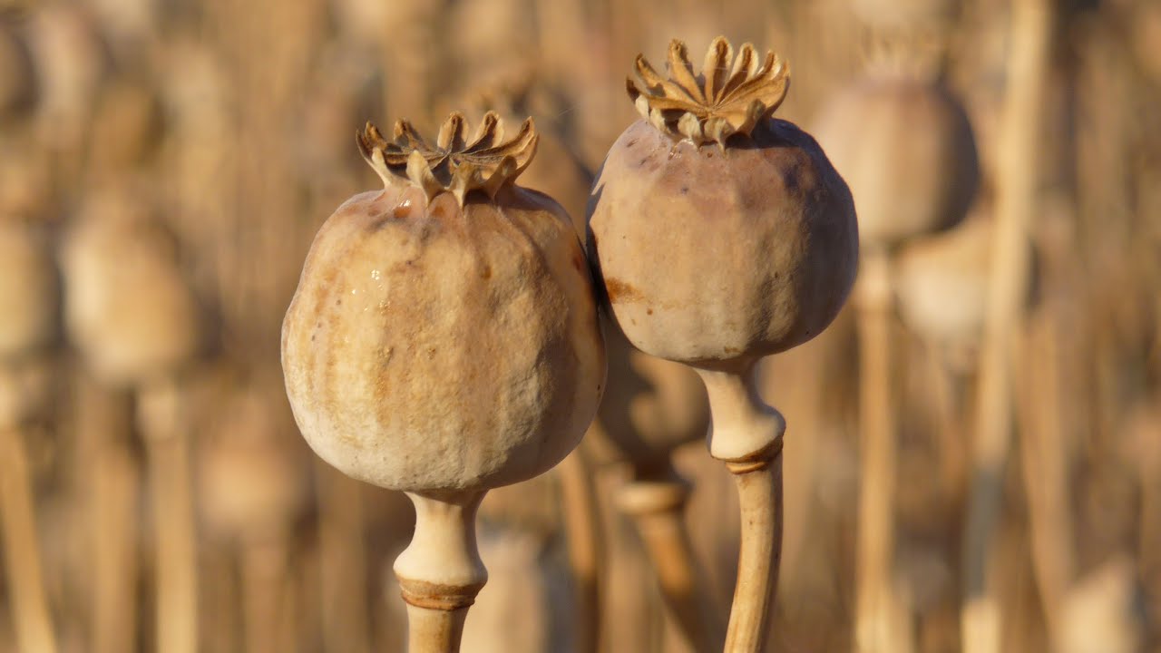 The Black Fortress of Opium - YouTube