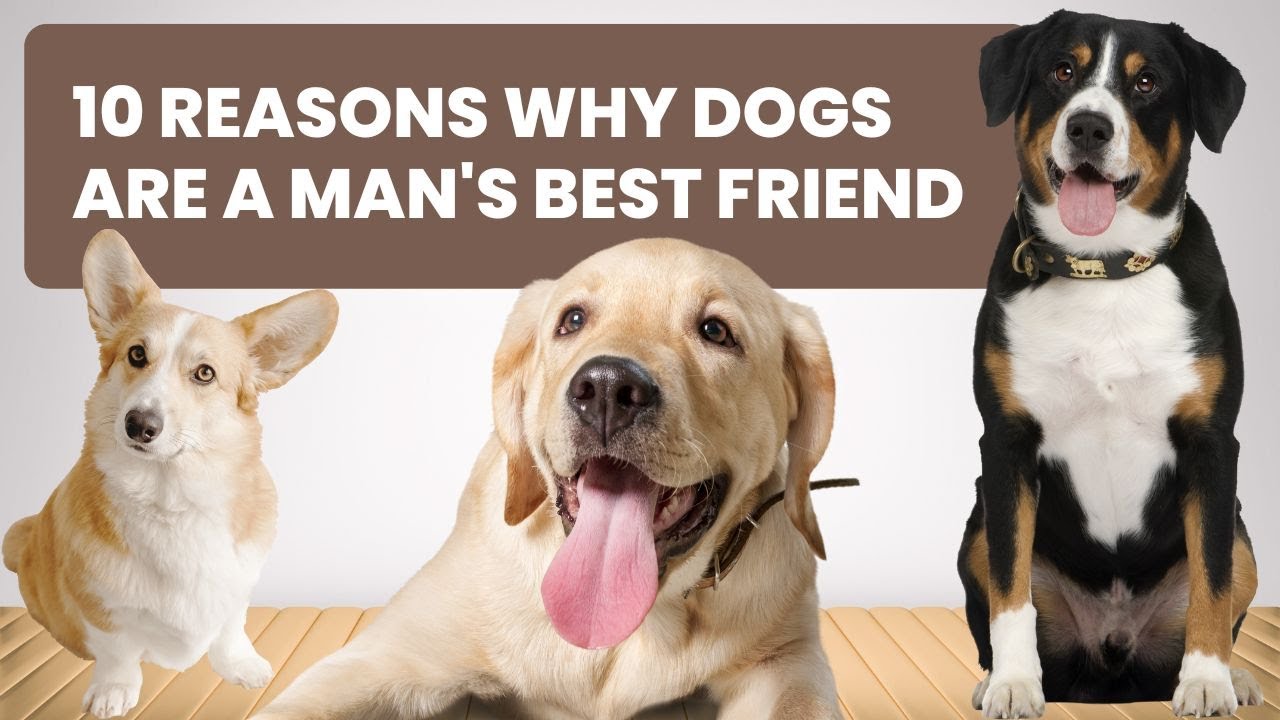 Uncovering the 10 Reasons Why Dogs are Truly Man's Best Friend! - YouTube