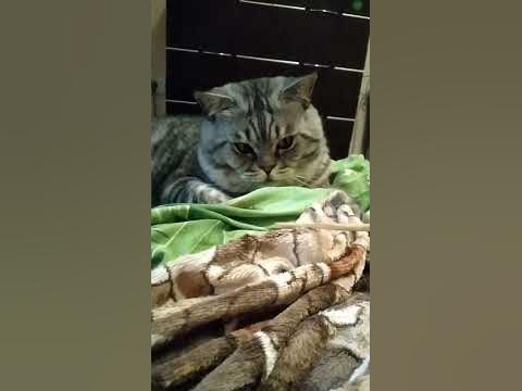 Игра с Котом #кот #cat #games - YouTube