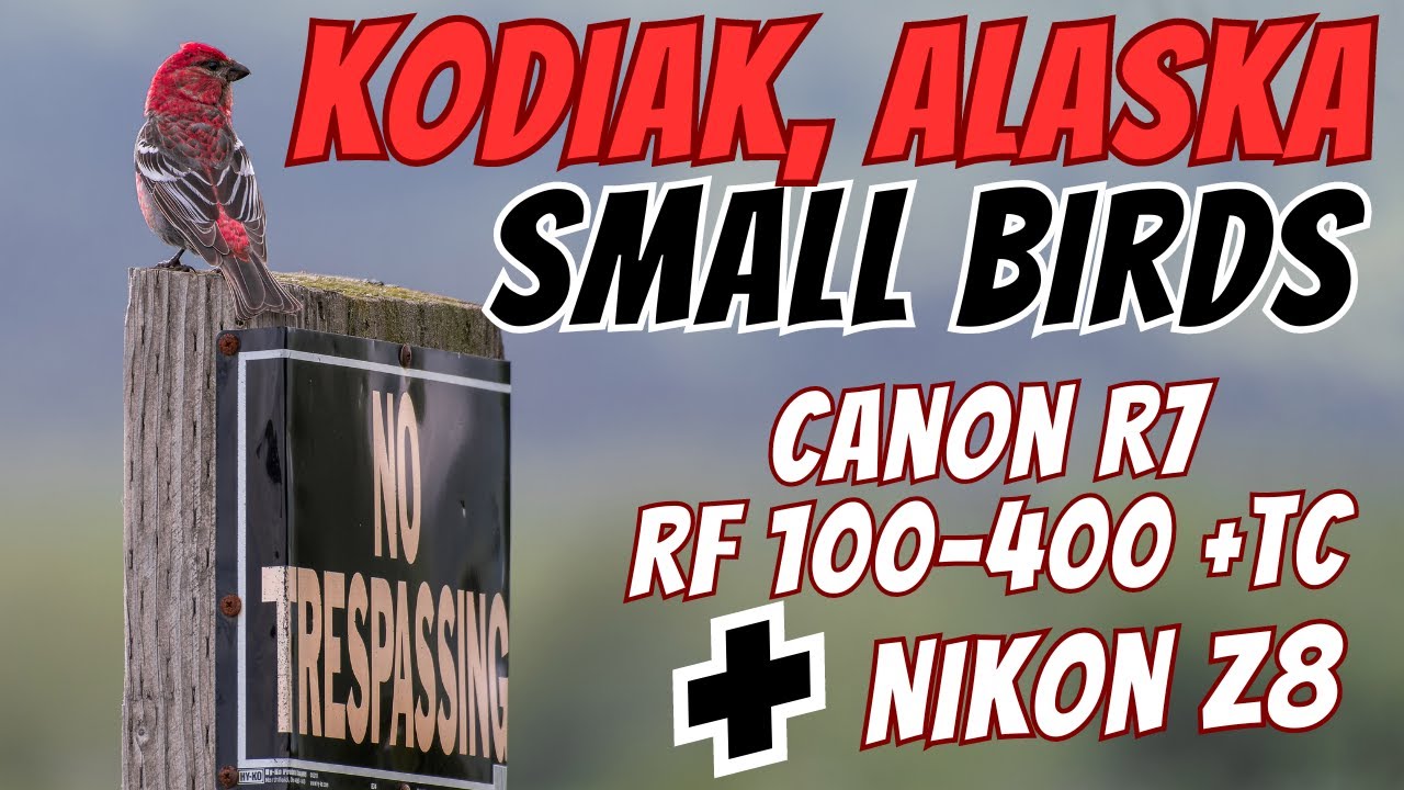 Experience the Magic of Kodiak, Alaska's Small Bird Photography with ...