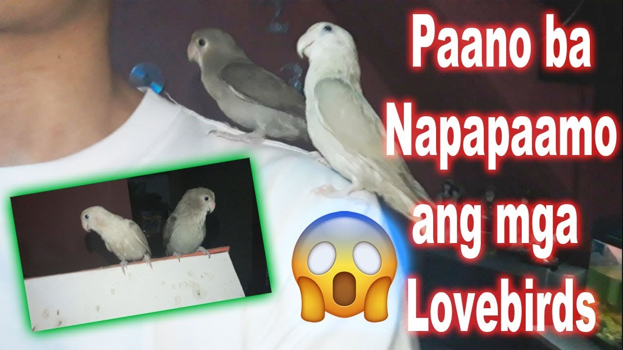 PAANO BA MAGPAAMO NG ALAGANG IBON | VLOG#12 - YouTube