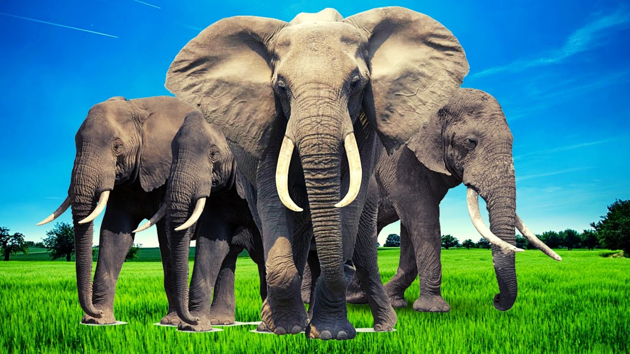 Elefantes na savana; sons de elefantes,Elefantes na selva🐘🐘🐘 - YouTube