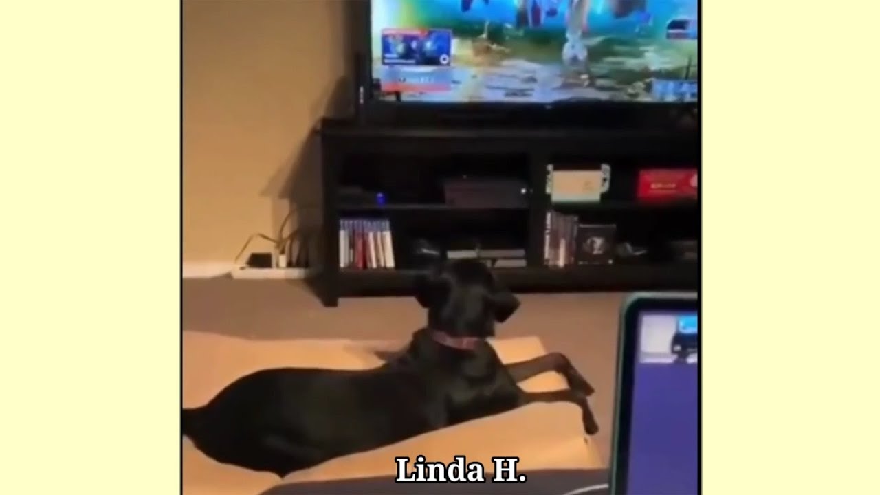 If you love Dog -Shot on iPhone meme - YouTube