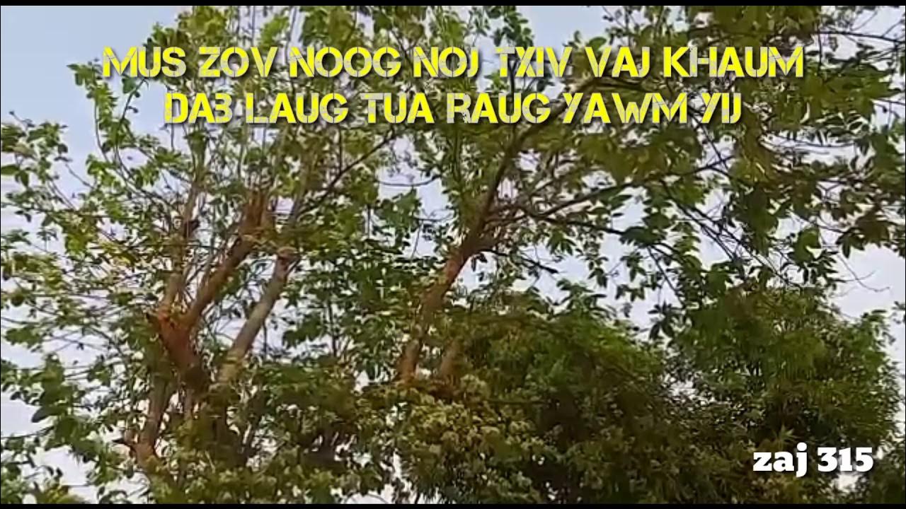 Mus zov noog noj txiv vaj khaum dab laug tua raug yawm yij 3/22/2019 - YouTube