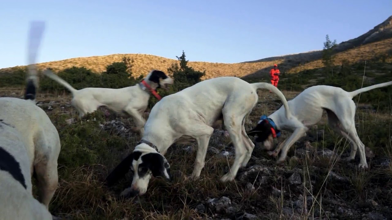 ΚΥΝΗΓΙ ΛΑΓΟΥ ΜΕ ΑΡΙΕΓΗΣ ΗΜΙΑΙΜΟΥΣ ΚΑΙ ΕΛΛΗΝΙΚΟ ΙΧΝΗΛΑΤΗ - HARE HUNTING ...