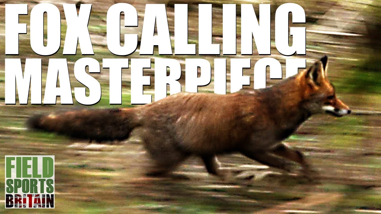 Fieldsports Britain - Fox-calling masterpiece - YouTube