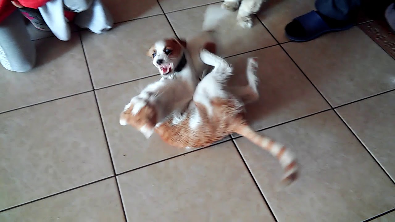 Young Max plays with cat - YouTube