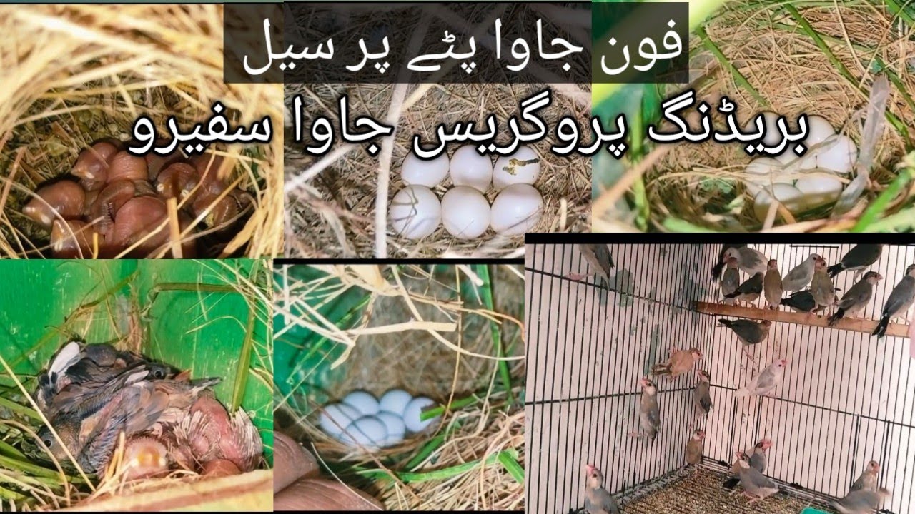 Breeding Progress Java Sparrow - YouTube