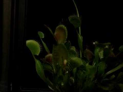 venus fly trap eating a spider - YouTube