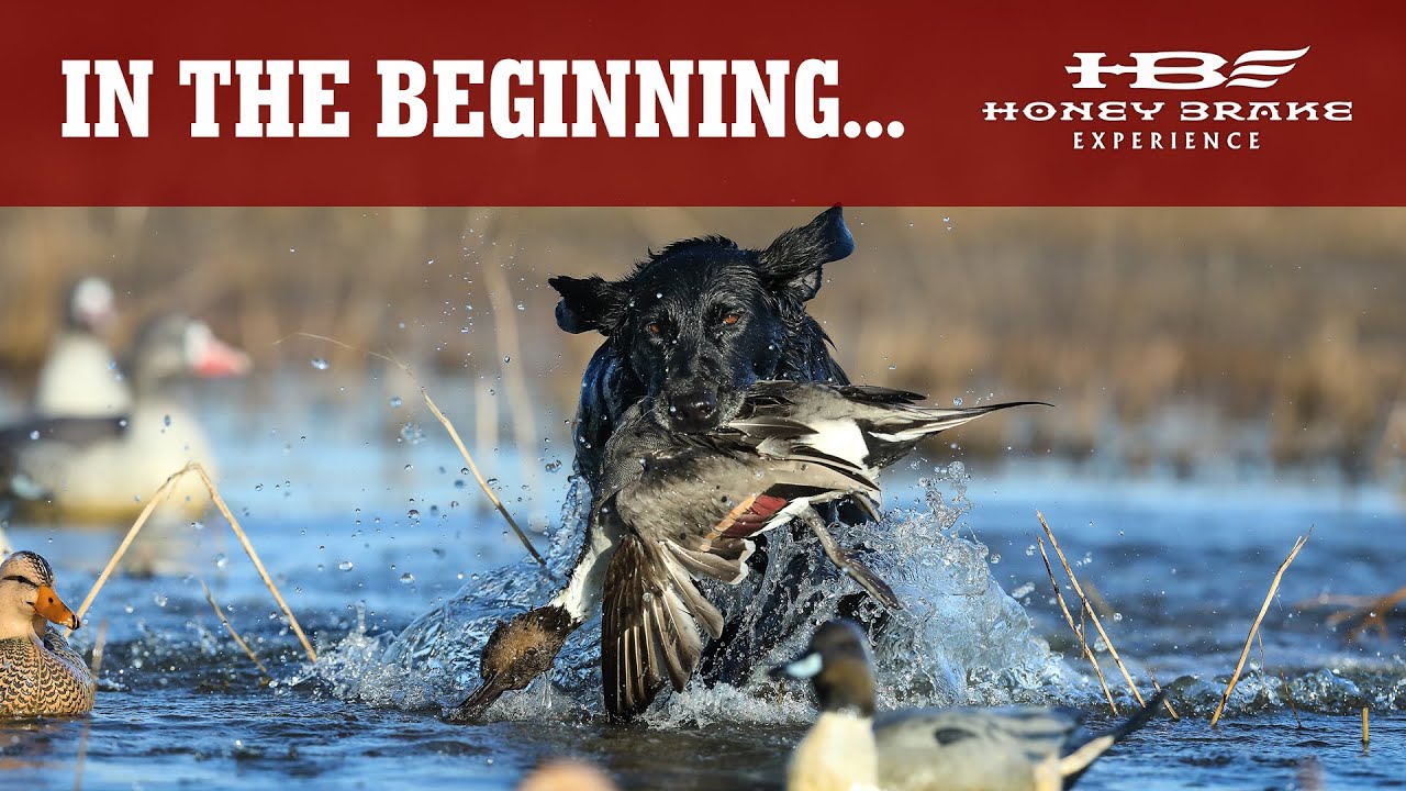 In The Beginning | Opening Week at Honey Brake | Louisiana Duck Hunting ...