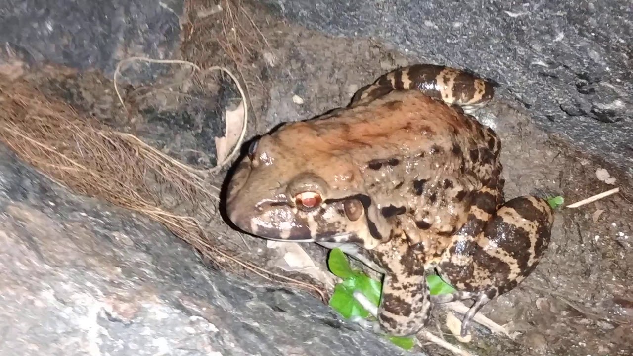 Jiá uma espécie de sapo do sertão nordestino no interior do estado do ...
