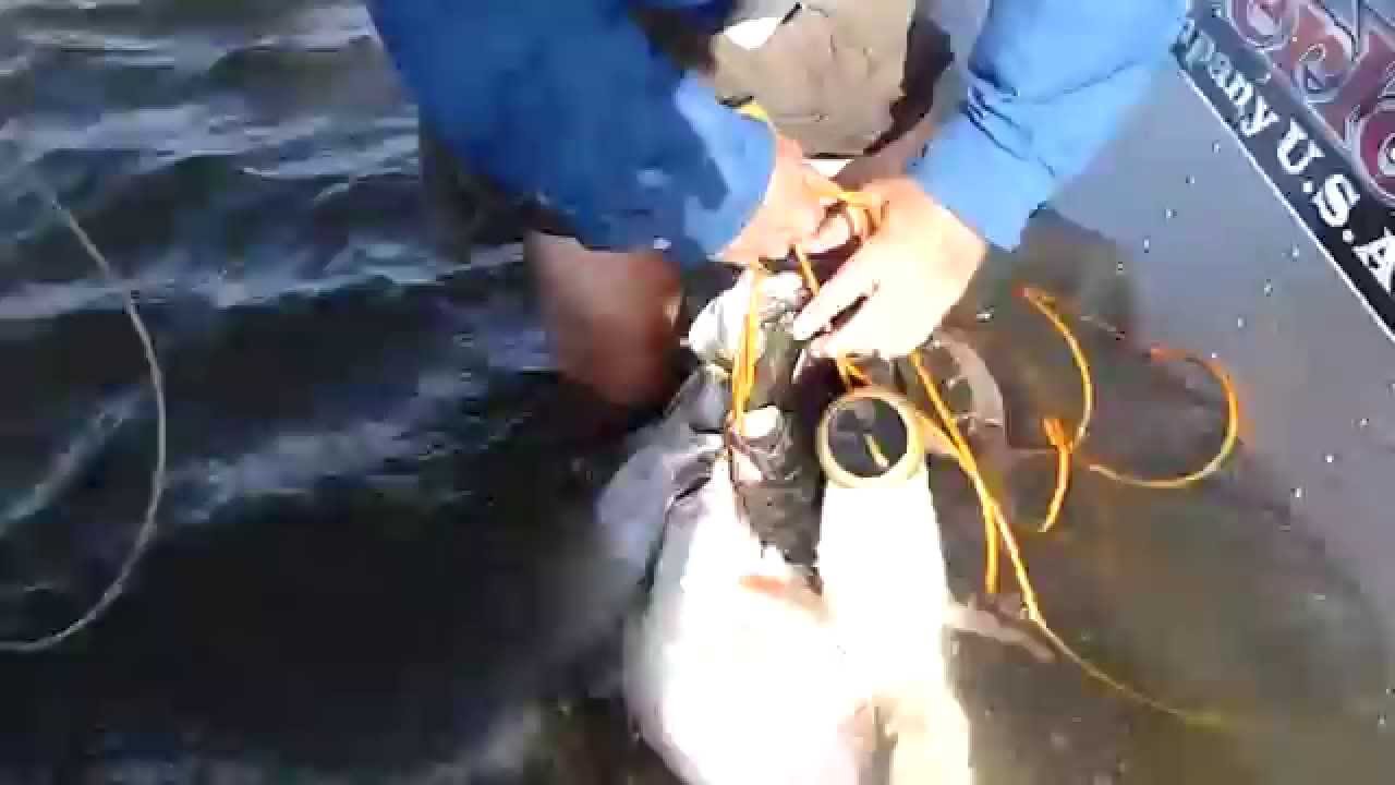 Bourgeois Fishing Charters - Beaucoup Flounder P9151098 - YouTube