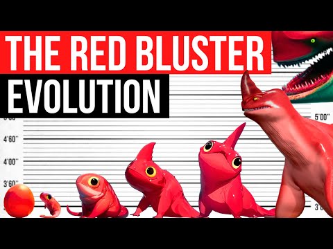 Evolution of The Red Bluster | Life Cycle