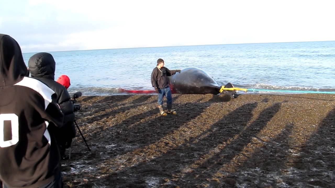 Barrow whalers pull Bowhead whale ashore - YouTube
