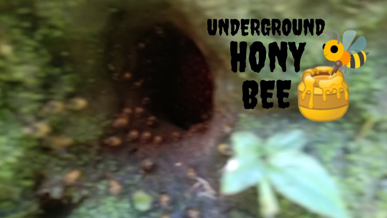 UNDERGROUND HONEY BEE. 🐝 PART1 - YouTube