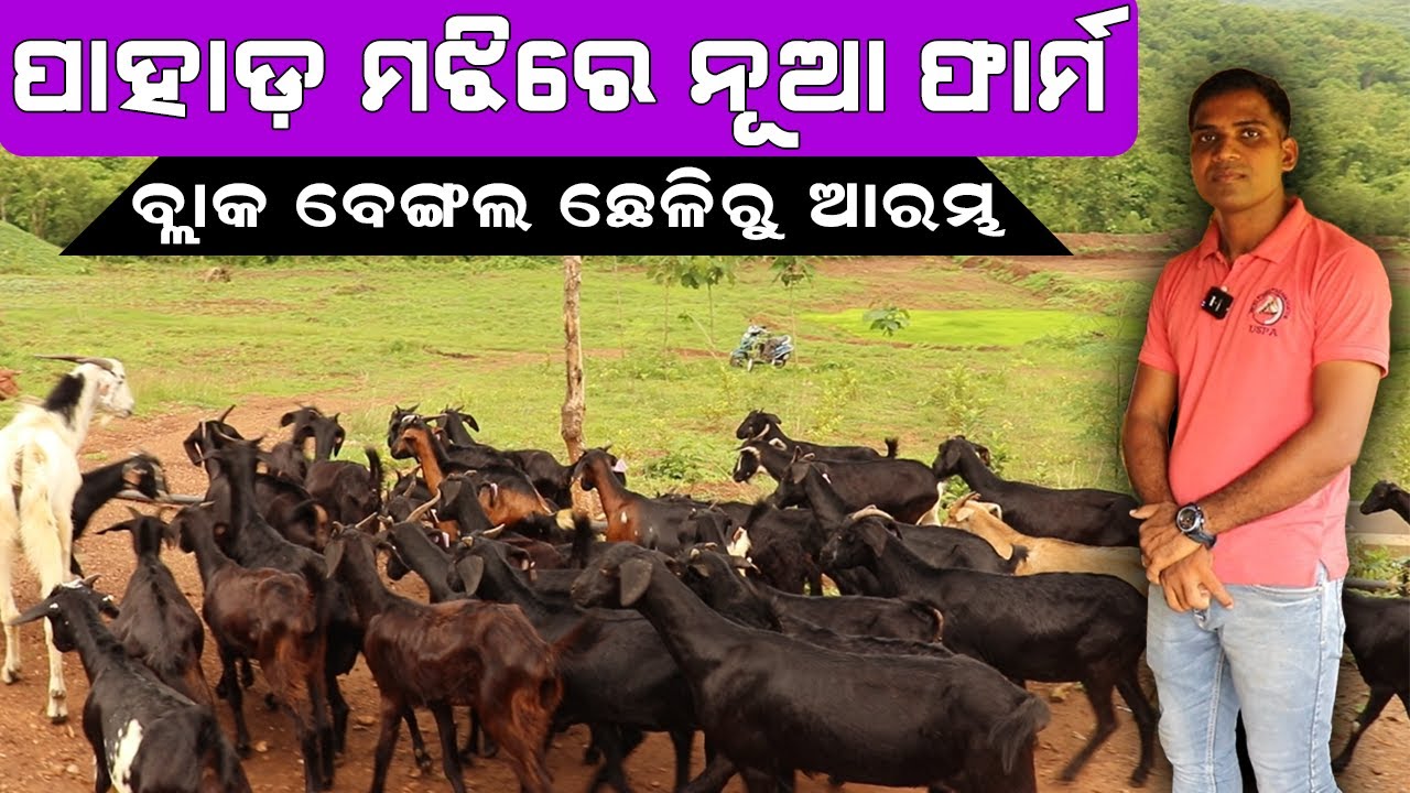 ପାହାଡ ମଝିରେ ନୂଆ ଛେଳି ଫାର୍ମ || How To Start New Goat Farm In Odisha ...