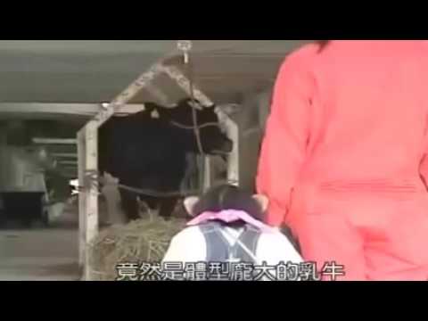 Monyet sedang meremas susu sapi