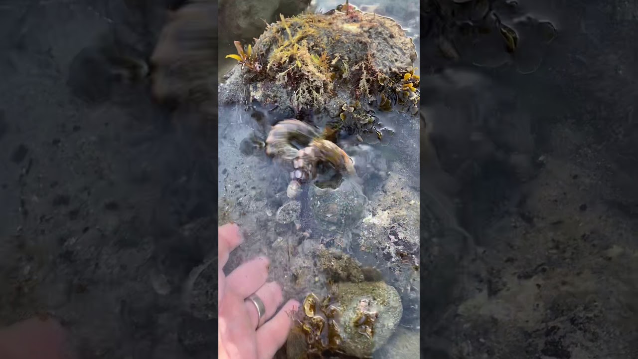 Octopus at Malibu tide pools - YouTube