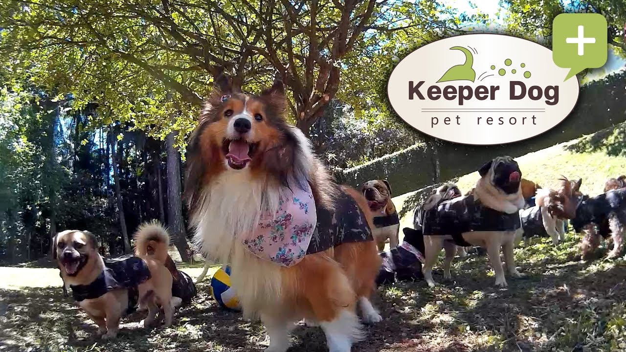 Keeper Dog + [Keeper Dog - Pet Resort | Blumenau] - YouTube