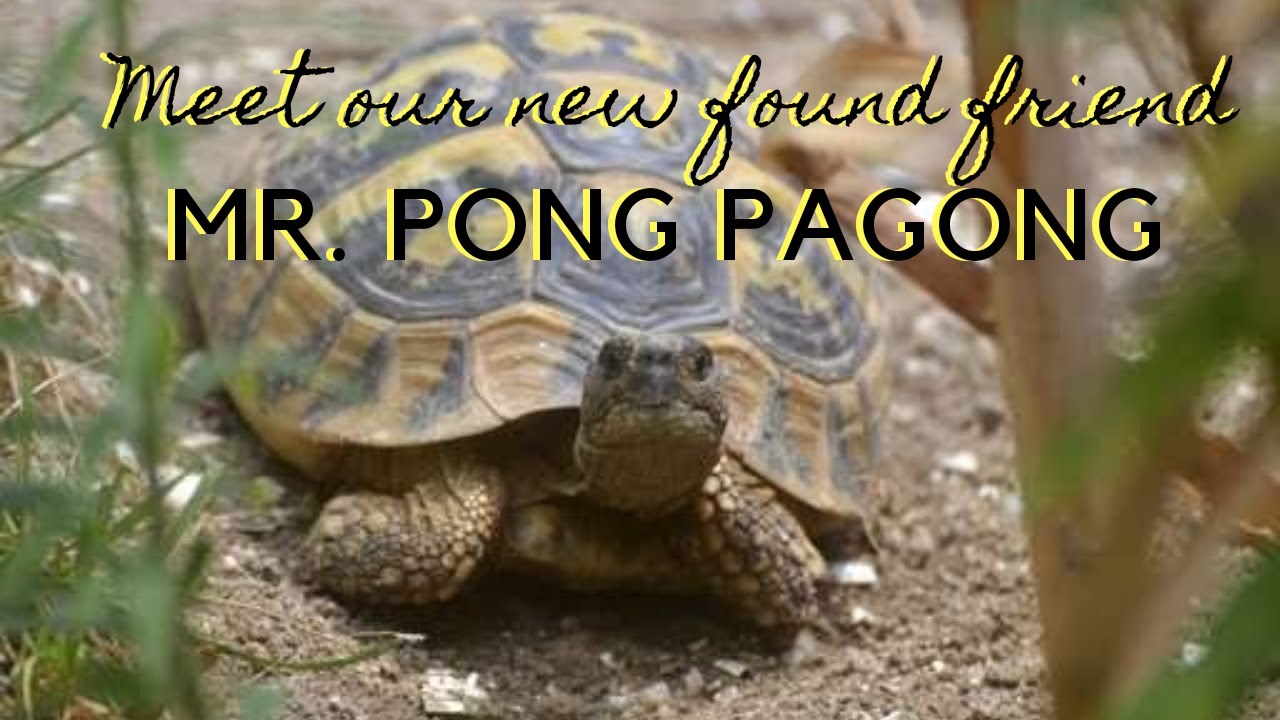 Mr. Pong Pagong/MsPotato - YouTube
