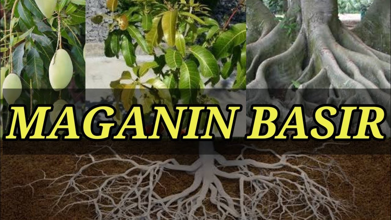 MAGANIN BASIR SADI DAN - YouTube