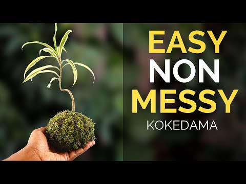 The easiest way to make a Kokedama