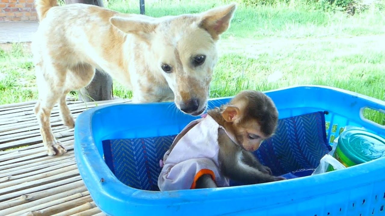 Cute Little Baby Monkey Monika Activity Fun Playing With Friend Puppies ...