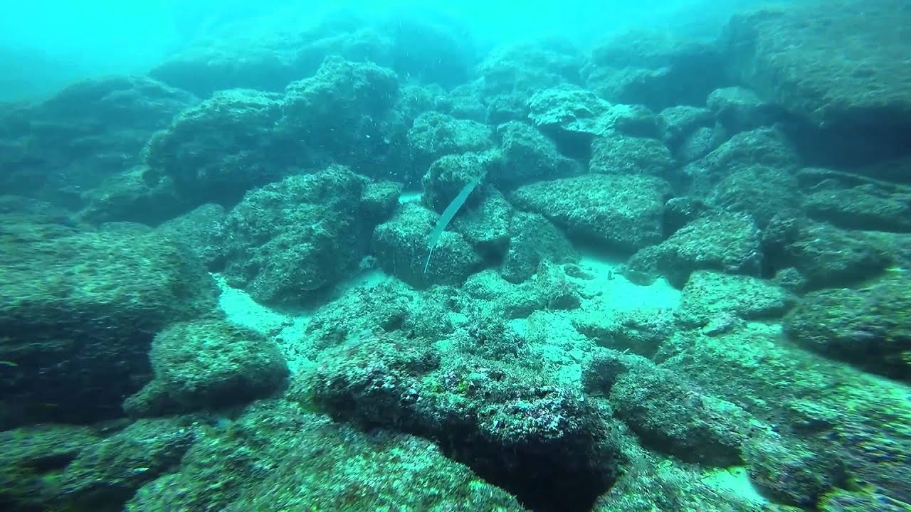 Monkey Head Island dive Costa Rica - YouTube