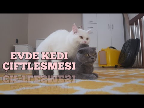 Evde Kedi Çiftleşmesi Nasıl Yapılır ? Кот Вторая вязка | Scottish British Cats Mating