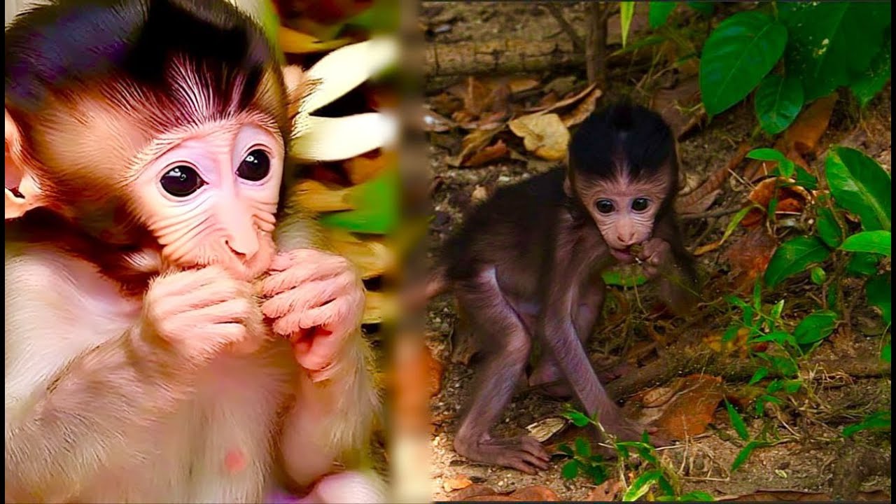 Cute Tony baby monkey in forest - Abandoned found in wild #babymonkey ...