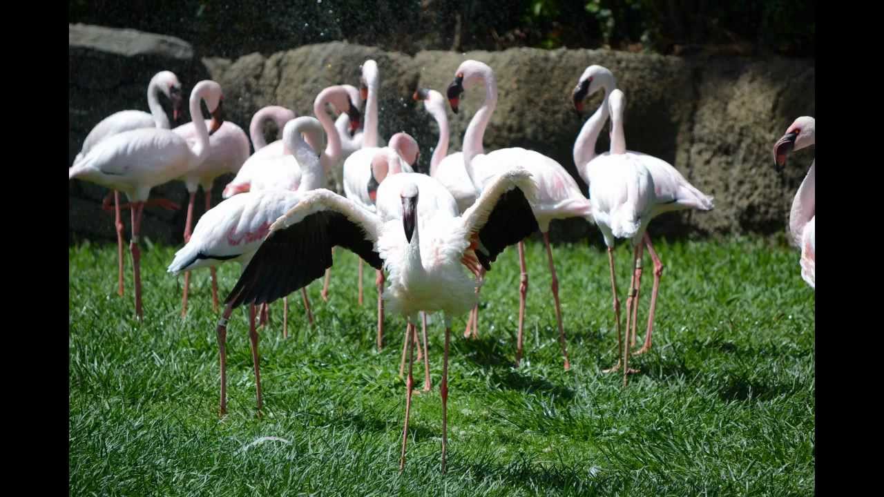 The Lesser Flamingo in Oakland Zoo - YouTube