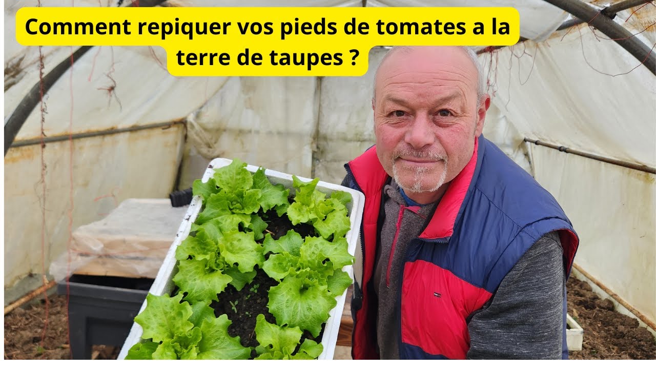 Comment repiquer vos petites Tomates a la terre des taupes ? - YouTube