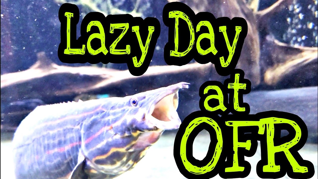 Arapaima - puffer - Eels - and a Relaxing Day at Ohio fish Rescue - YouTube