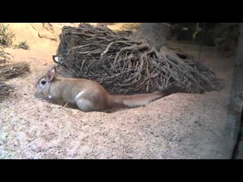 Gizmo the springhaas digs in the sand - YouTube