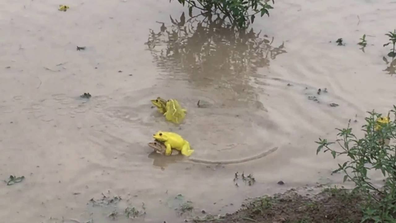 Yellow Coloured INDIAN BULLFROGS changing colour - YouTube