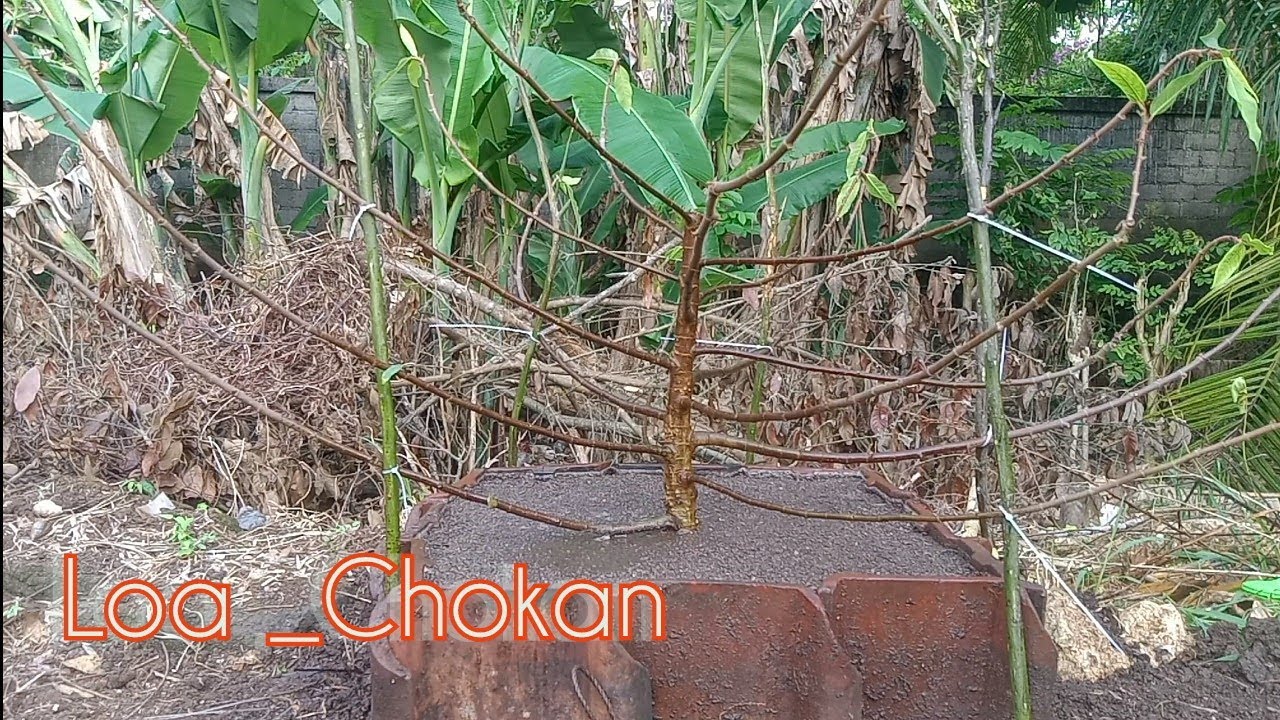 Loa chokan , tahap program akar bag.1 - YouTube