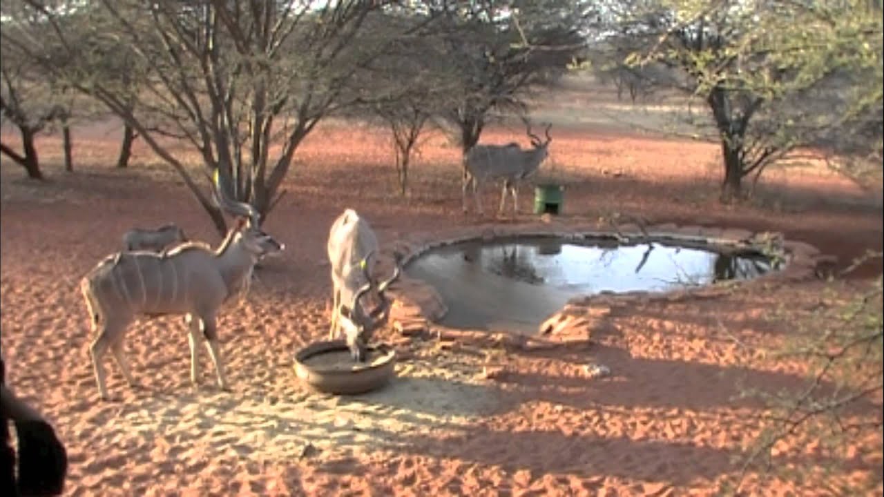 Kudu Shot With Slick Trick In South Africa - YouTube