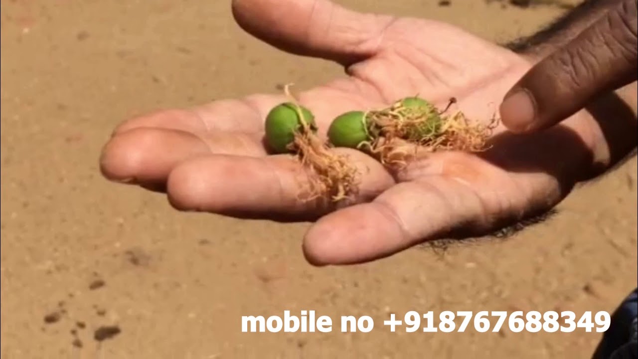 ANKOL TREE FRUITS IN DETAIL अंकोल का फल - YouTube