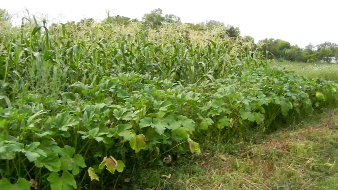 GROWING BLUE HOPI CORN AT HEAVENLY HARVEST FARM - YouTube